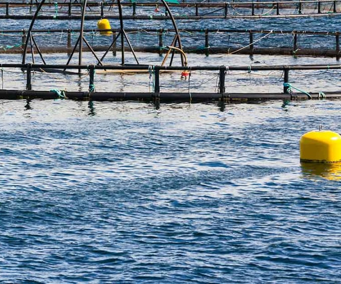 Letter: Minister Keith Colwell is wrong, open pen fish farming not the ...