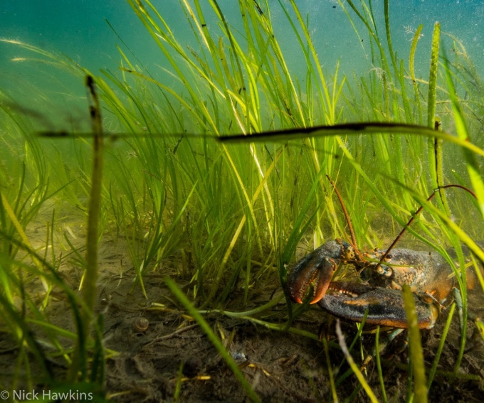 Media release: Changing oceans deeply troubling for Atlantic Canada ...