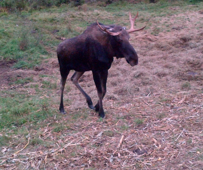 Why we should worry about the few remaining mainland moose, now more ...