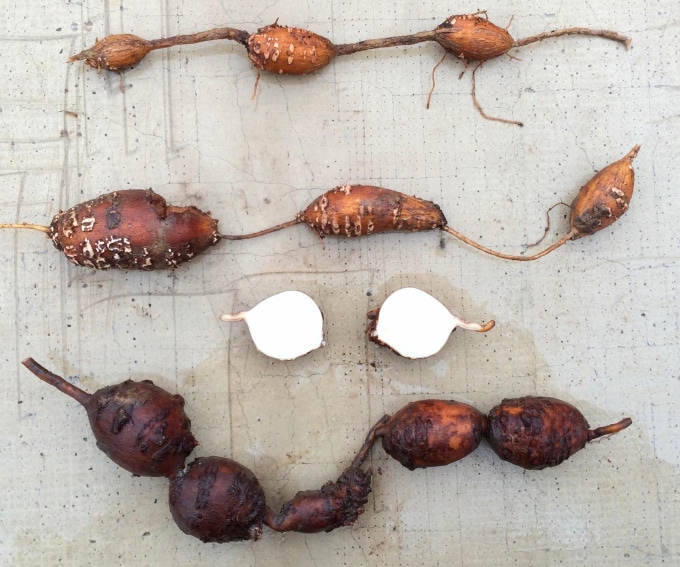 Michael William McDonald: Sipekn’ Pipnaqn, traditional Mi’kmaq bread ...
